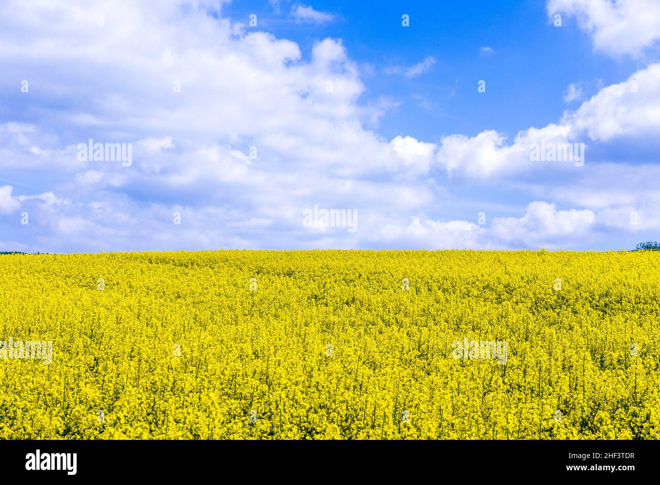 Canola,Oilseed Rape,Biodiesel Crop Stock Photo - Alamy
