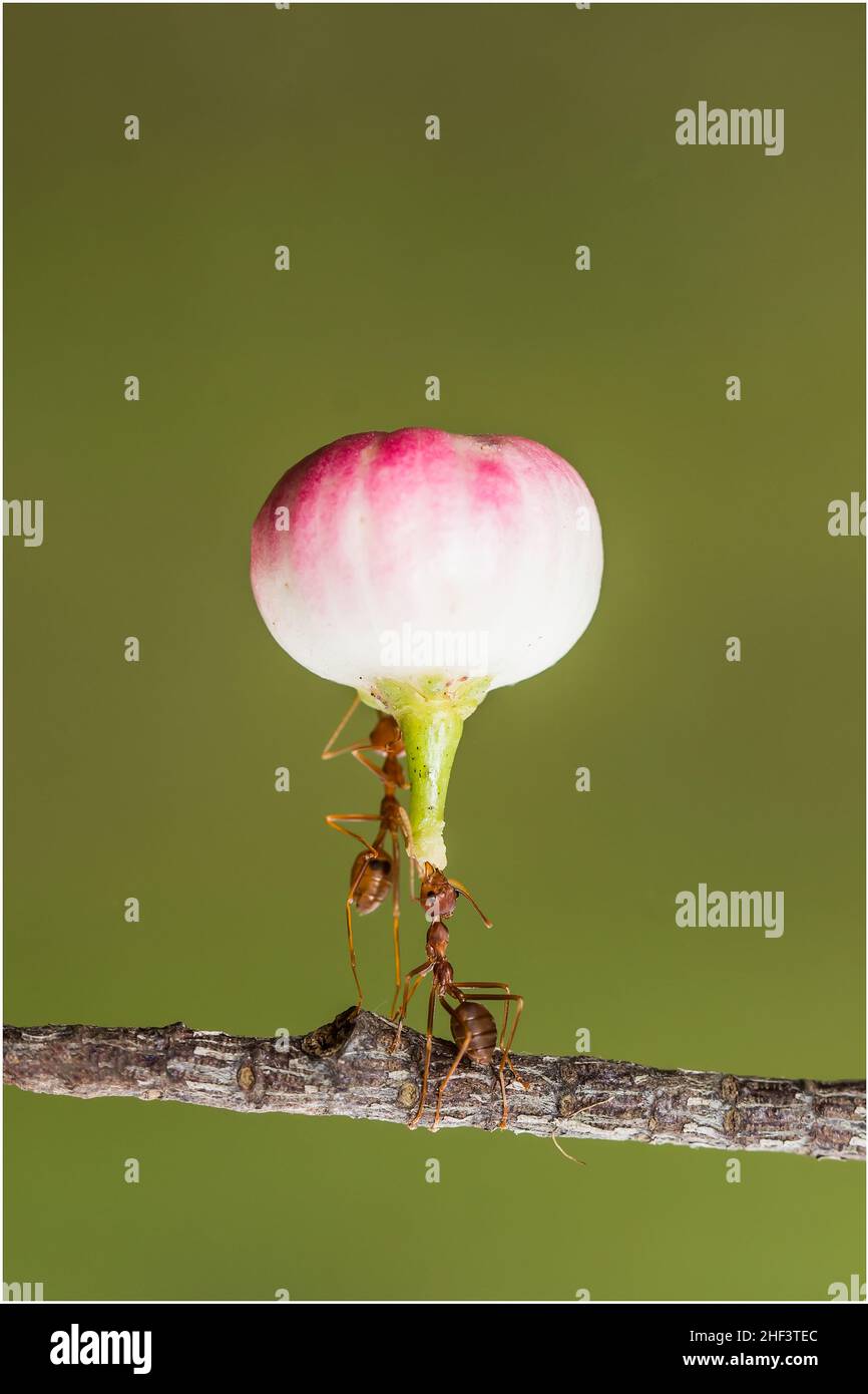 Lovely ants in a park in Ho Chi Minh City Stock Photo - Alamy
