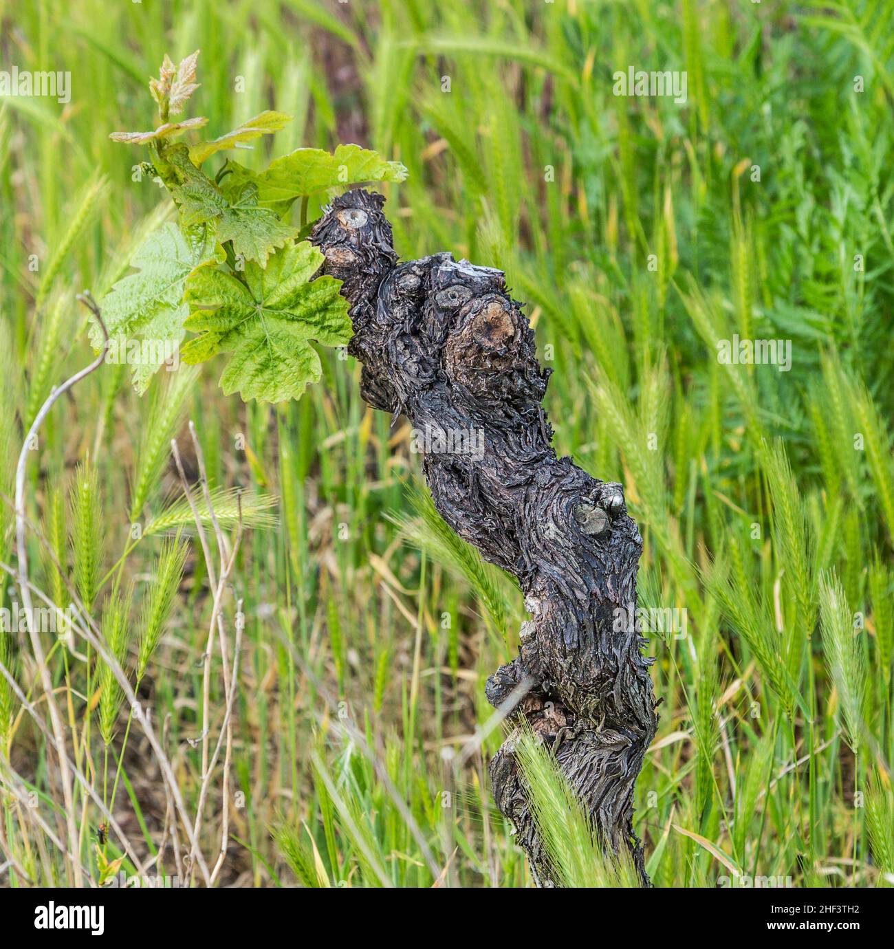 Old vine tree stem in a vineyard in Bingen Stock Photo - Alamy