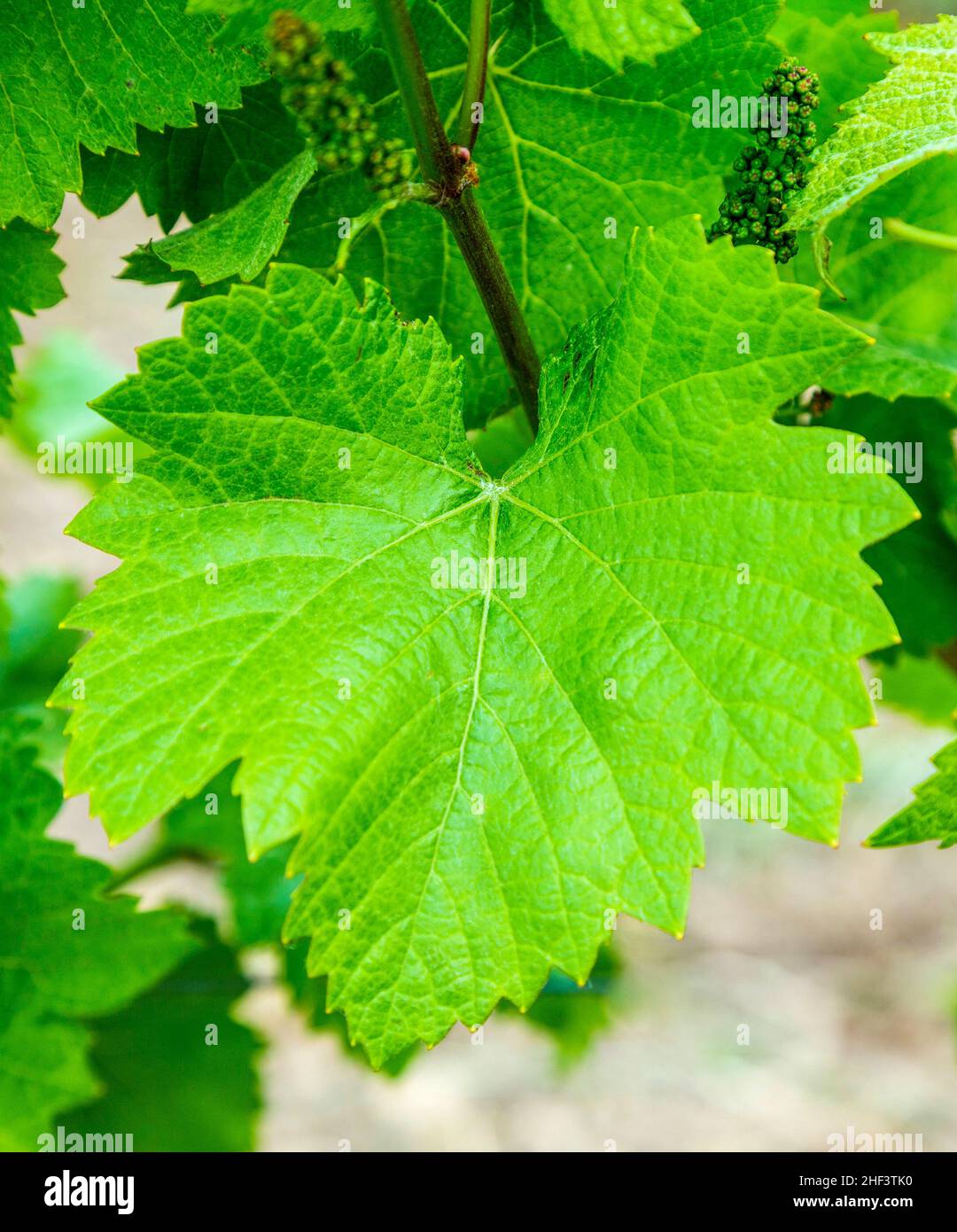 Grape leaves in spring hi-res stock photography and images - Alamy