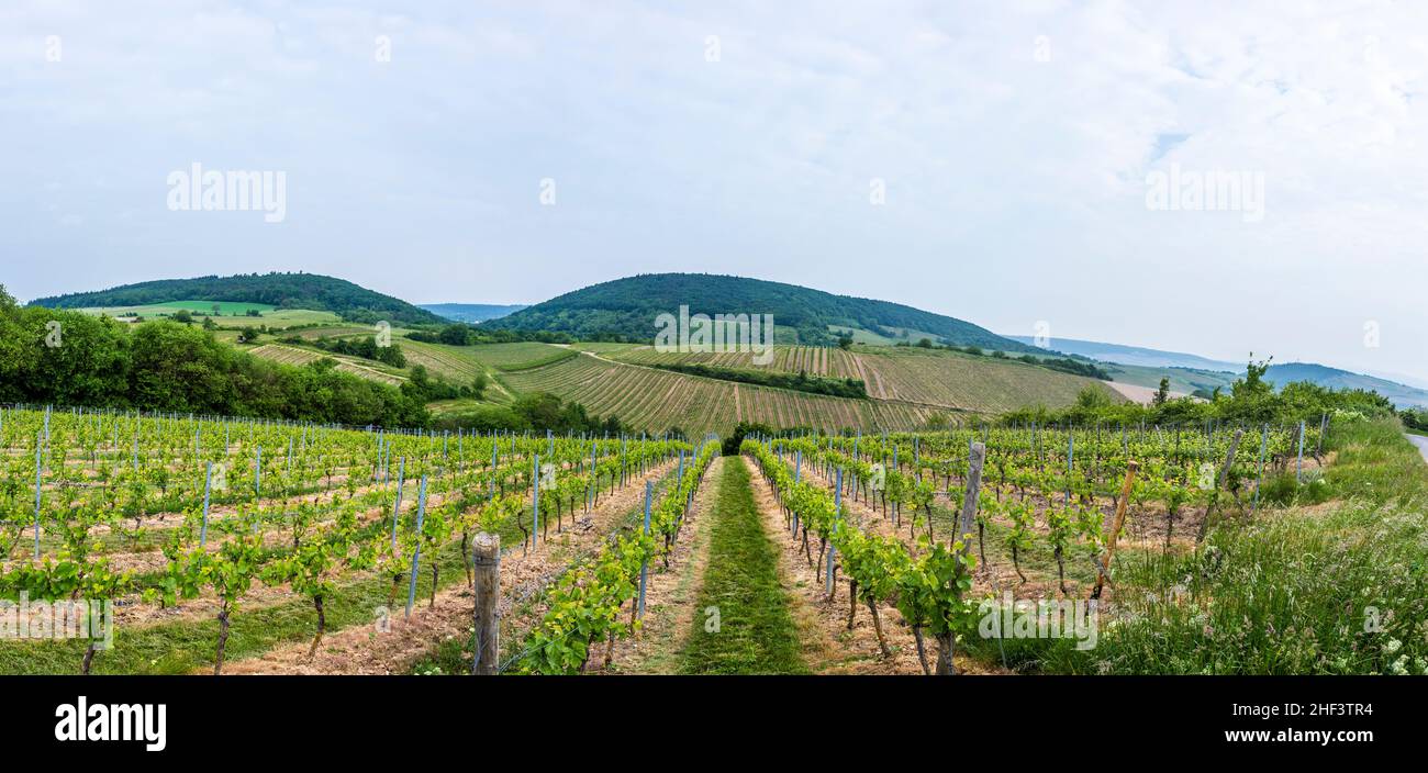 Vineyard vineyards electricity hi-res stock photography and images - Alamy
