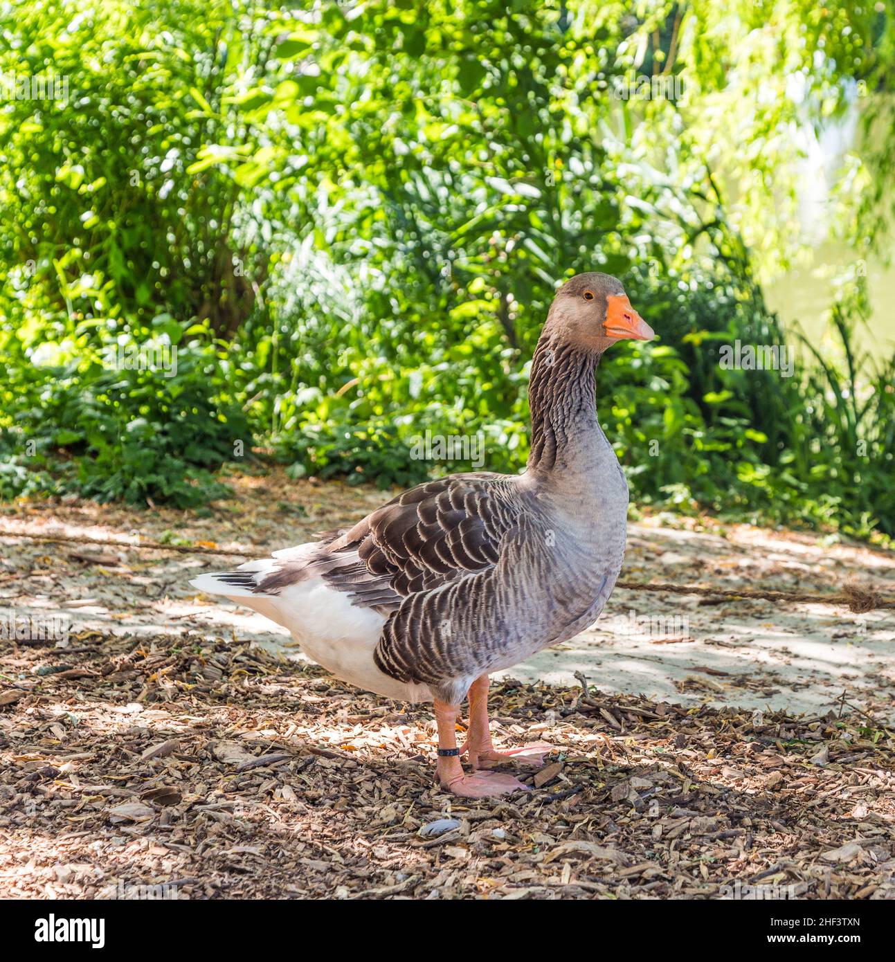 Goose in a green park at a summertime Stock Photo - Alamy