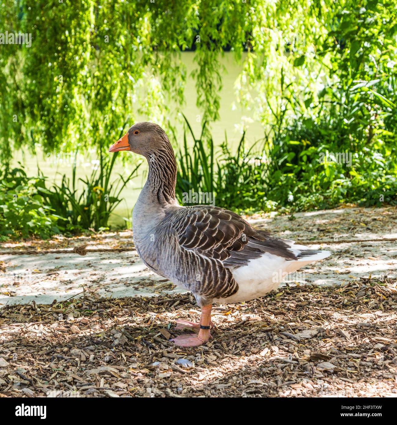 Goose in a green park at a summertime Stock Photo - Alamy