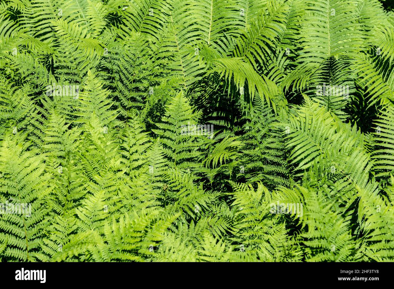 Fern in nature hi-res stock photography and images - Alamy