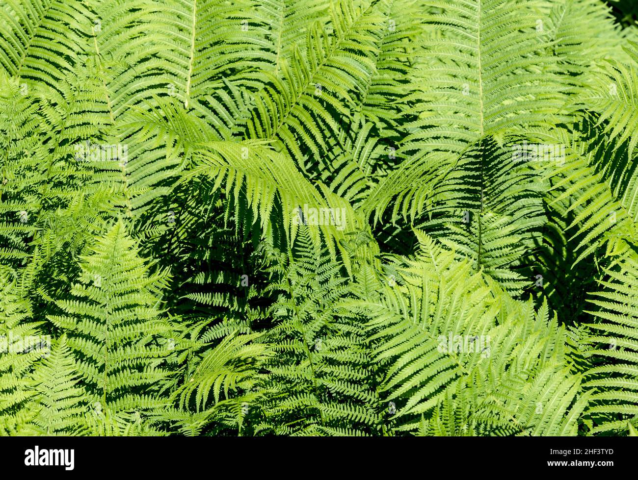 Fern in nature hi-res stock photography and images - Alamy