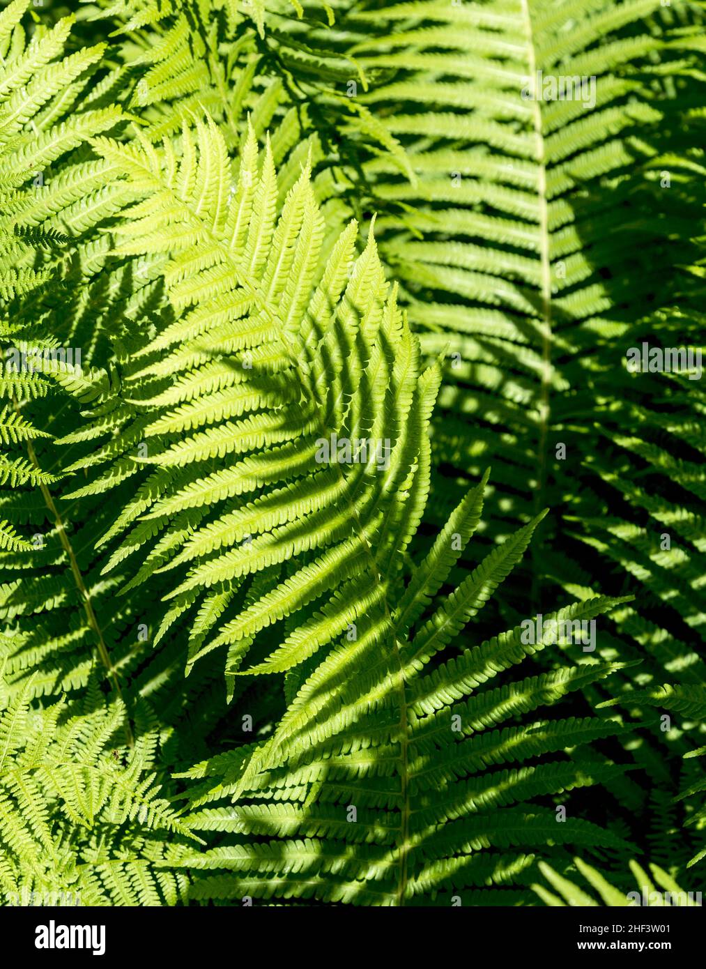Fern in nature hi-res stock photography and images - Alamy