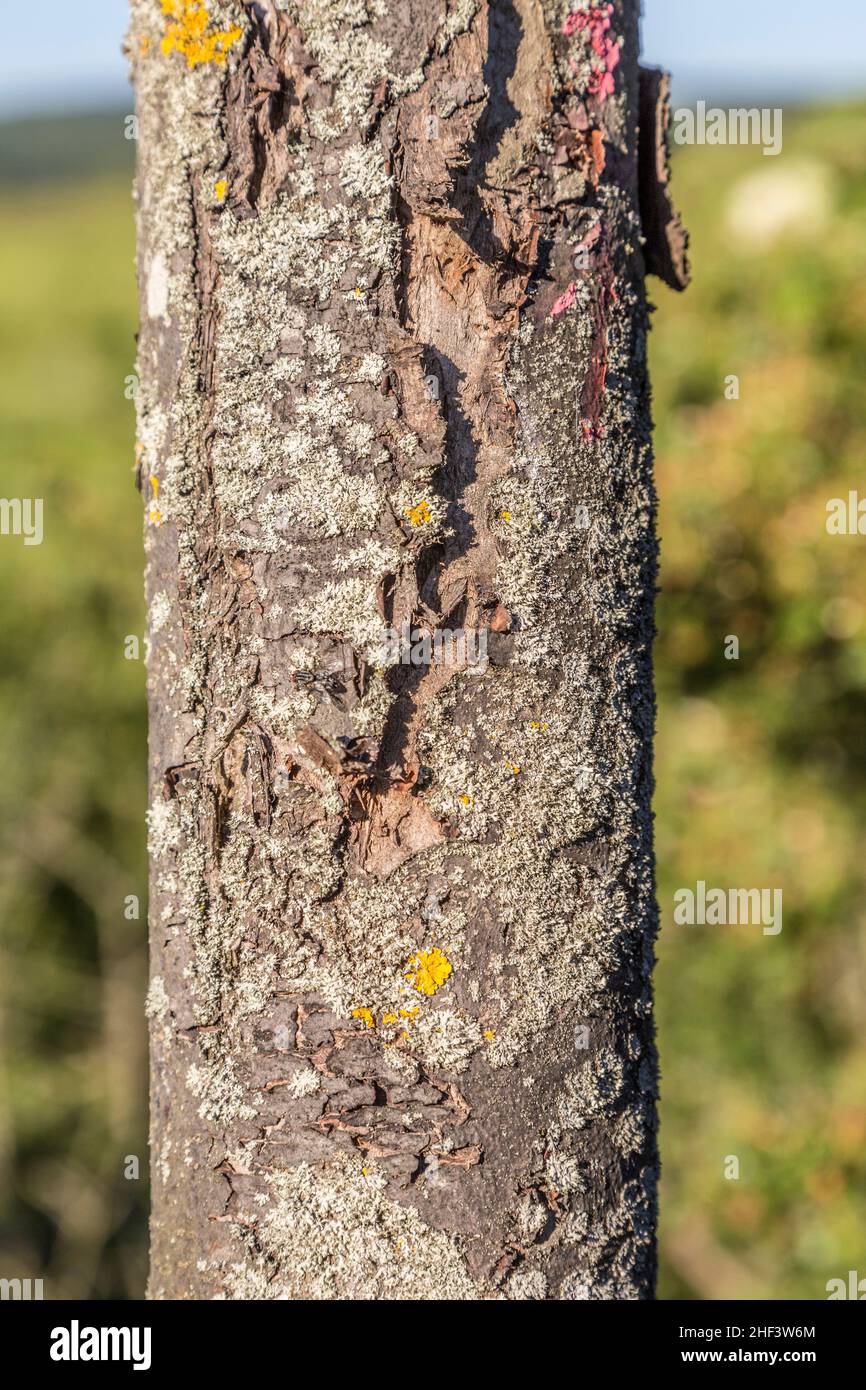 detail of natural bark surface with green field in background Stock ...