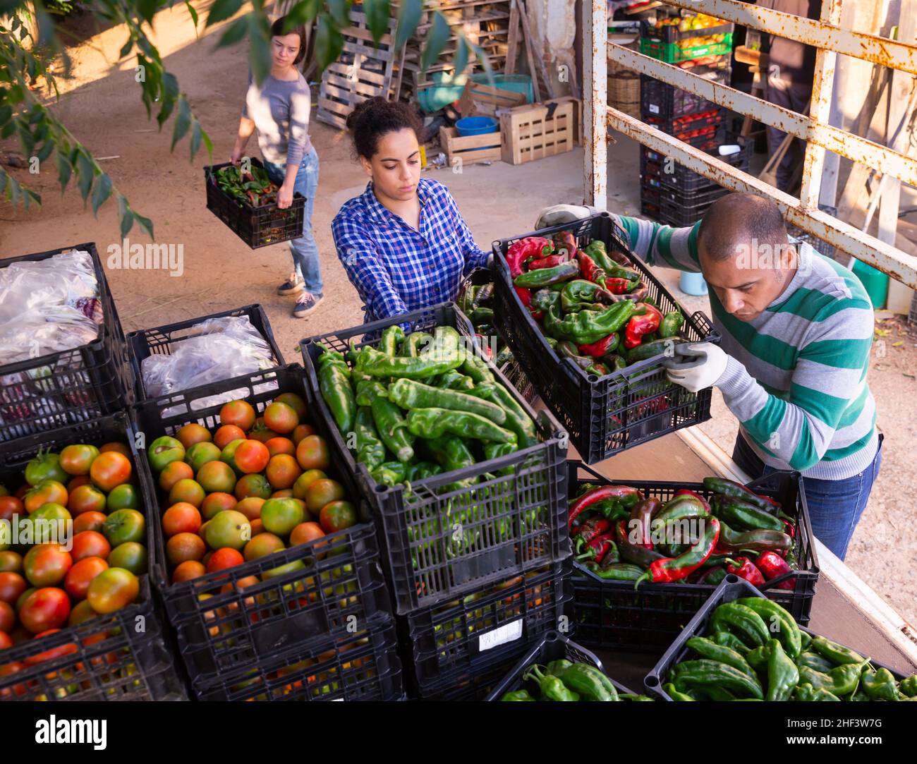 Farmers loading truck with harvested peppers and tomatoes Stock Photo ...