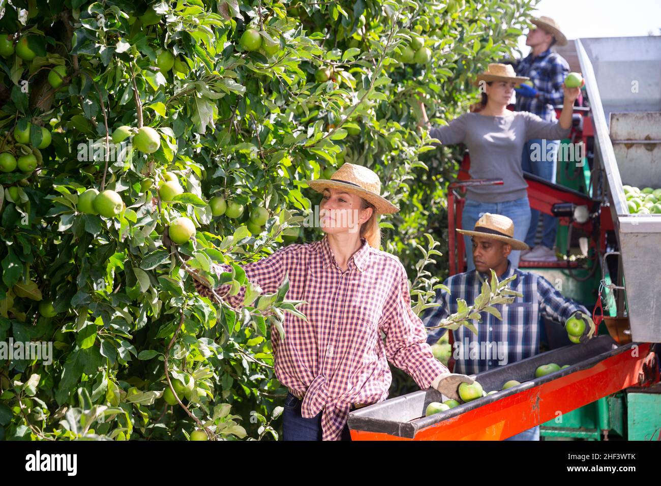 Team of workers pick ripe apples and place them on sorting platform ...