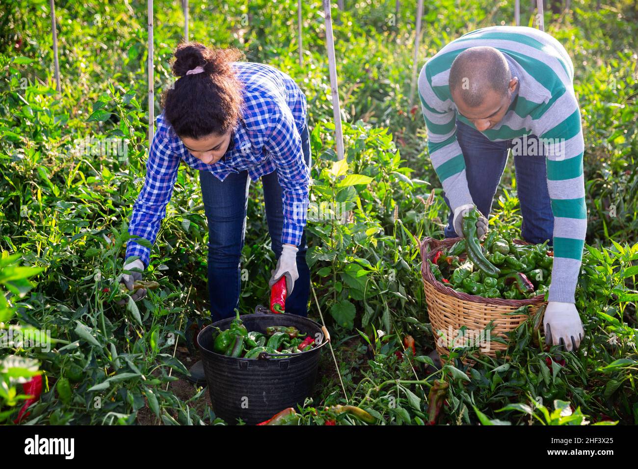 Couple of gardeners harvesting ripe bell peppers Stock Photo - Alamy