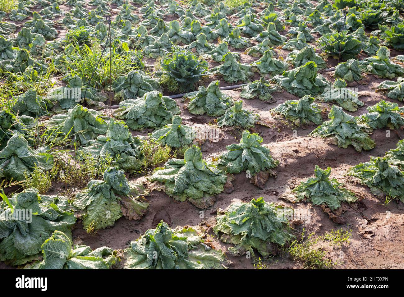 Farm field with damaged savoy cabbage plants after drought Stock Photo ...