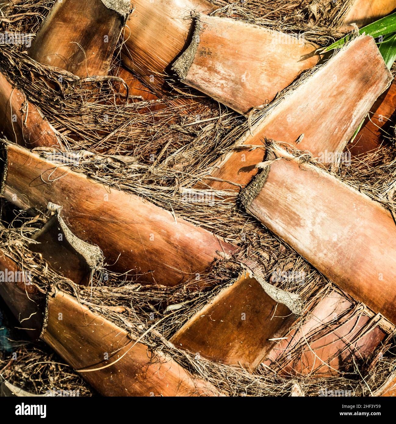 background of old palm trunk in sunset light Stock Photo - Alamy