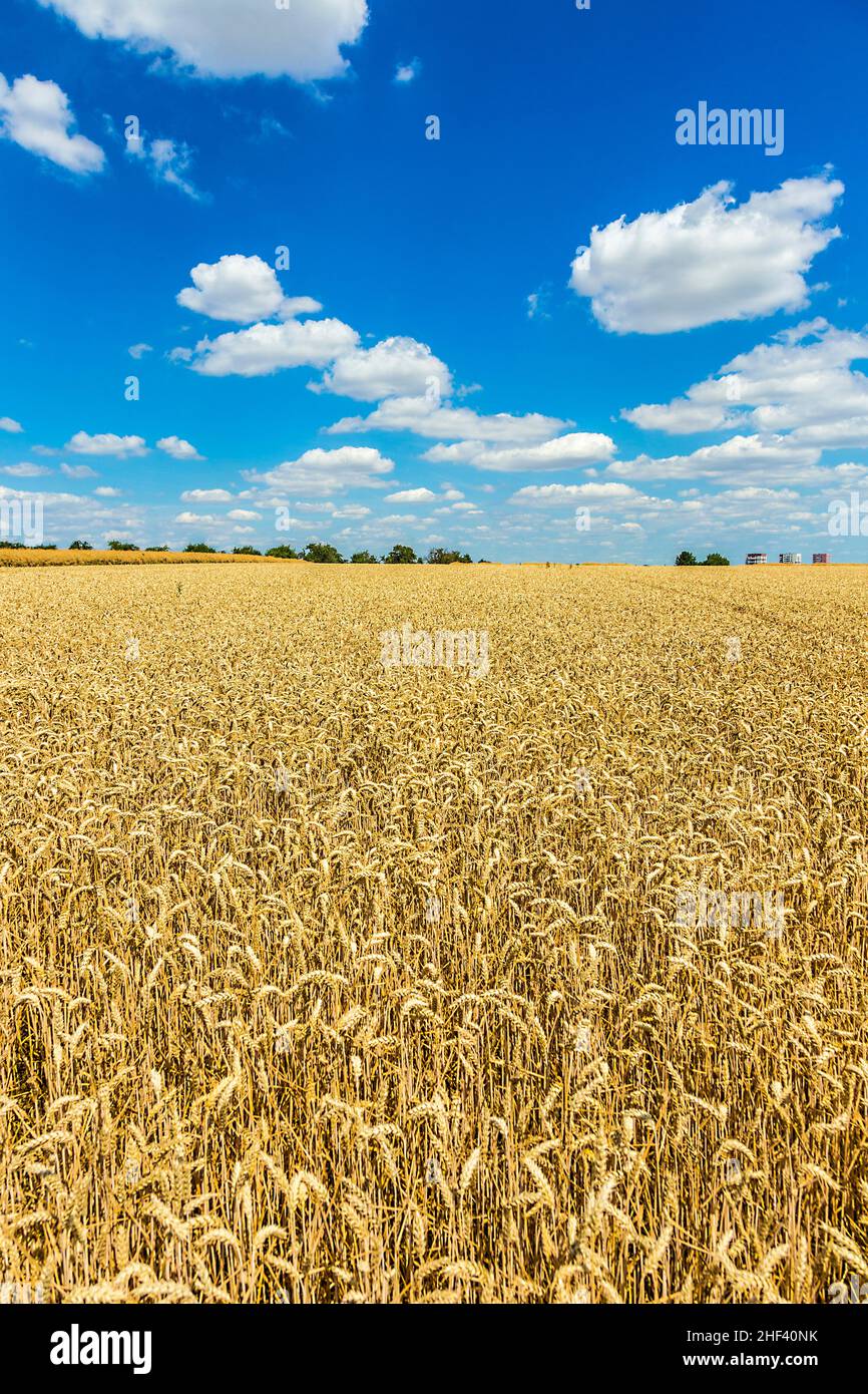 Golden ripe wheat against hi-res stock photography and images - Alamy
