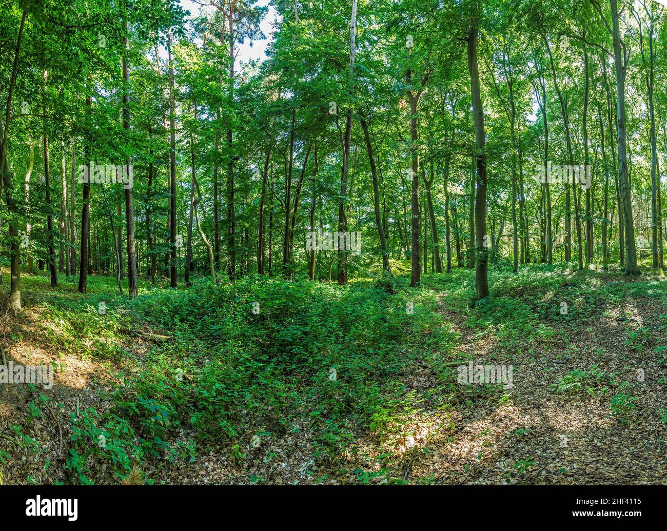 old wild forest at the island of Usedom Stock Photo - Alamy
