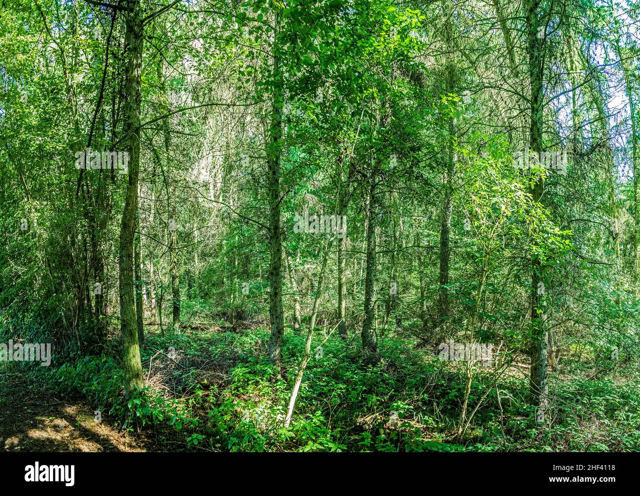 Old wild forest hi-res stock photography and images - Alamy