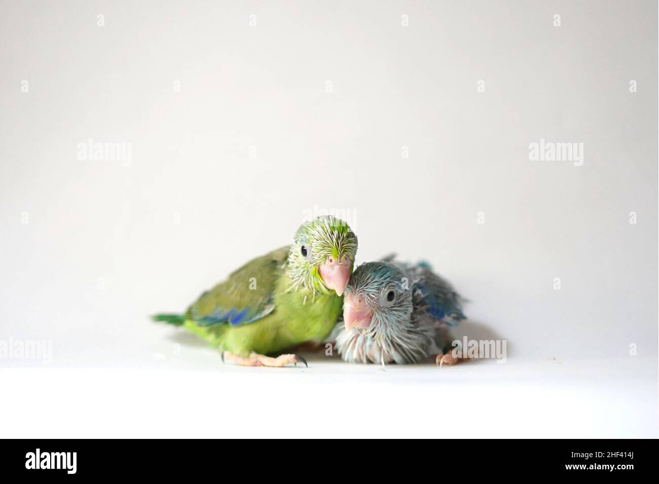 Forpus baby bird newborn (green and Blue pied color) sibling pets ...