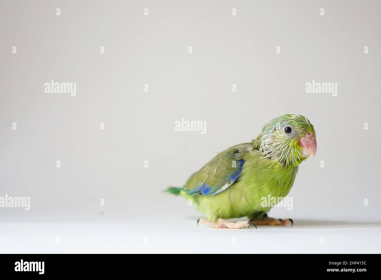 Newborn Baby Parakeets