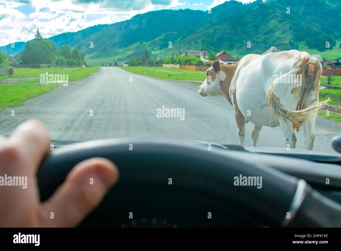 a view from the car of a horned cow walking on an asphalt road Stock ...