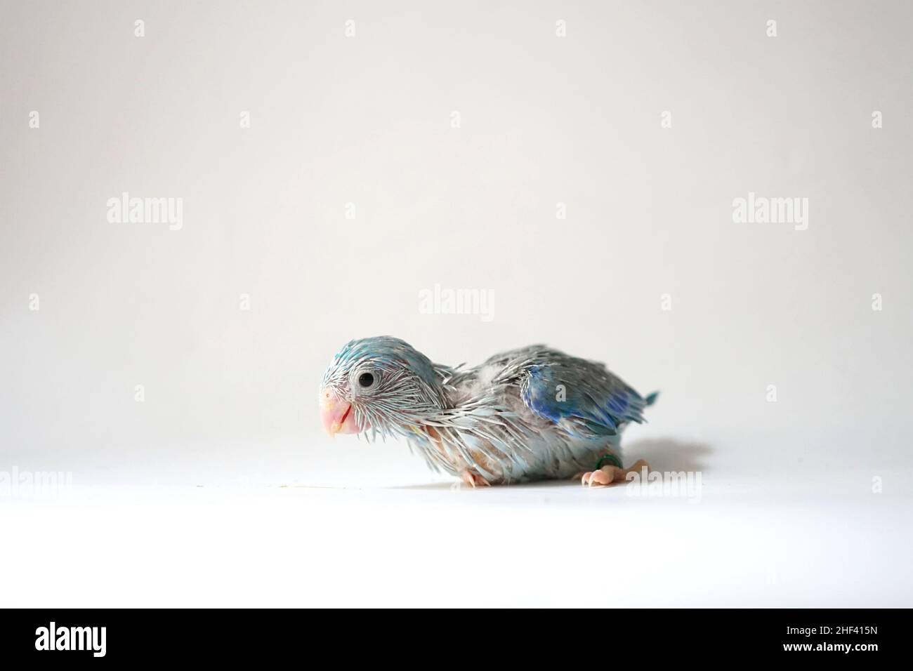 Forpus baby bird newborn (Blue pied color) 26 day old standing on white ...
