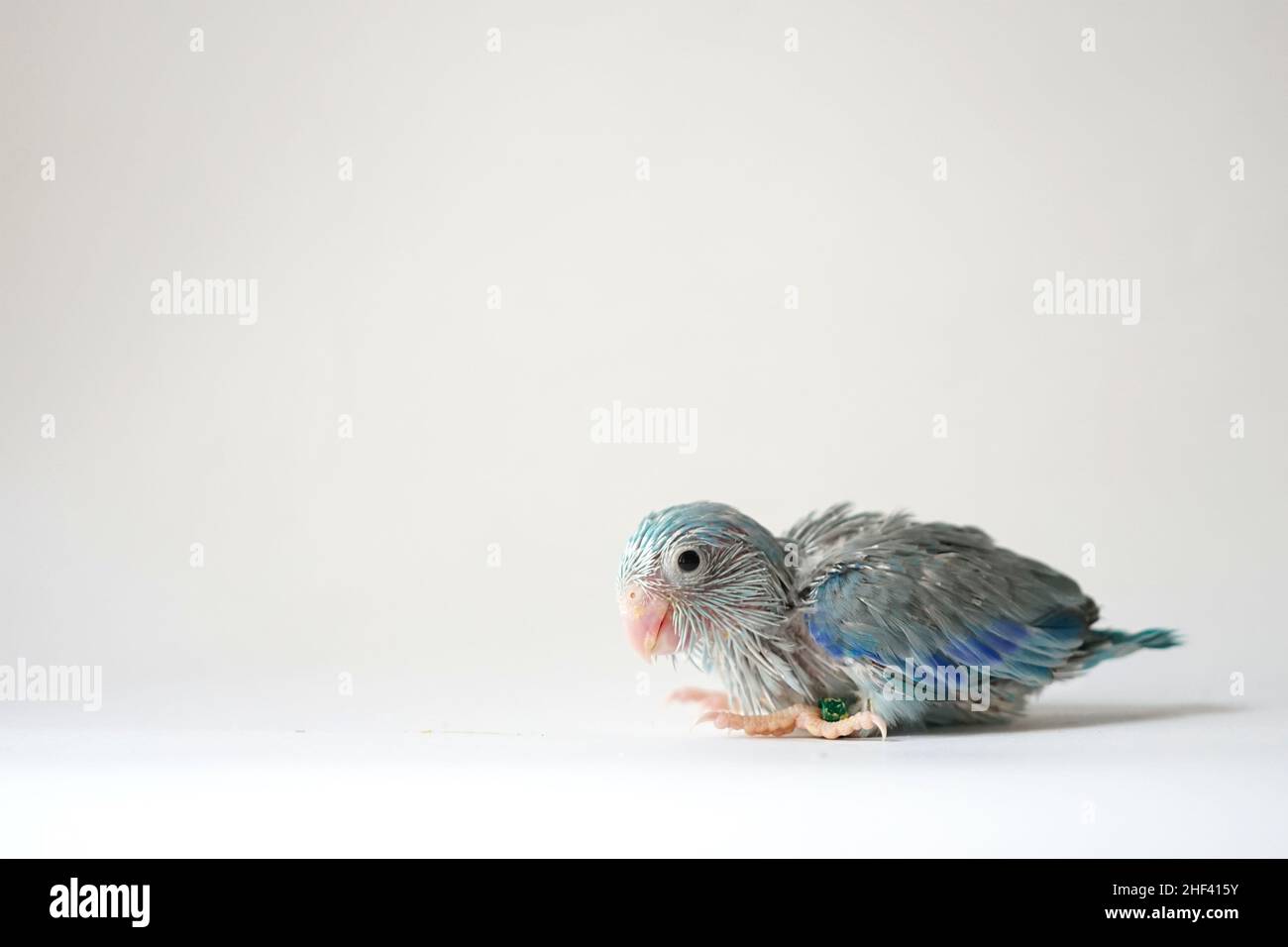 Forpus baby bird newborn (Blue pied color) 26 day old standing on white ...
