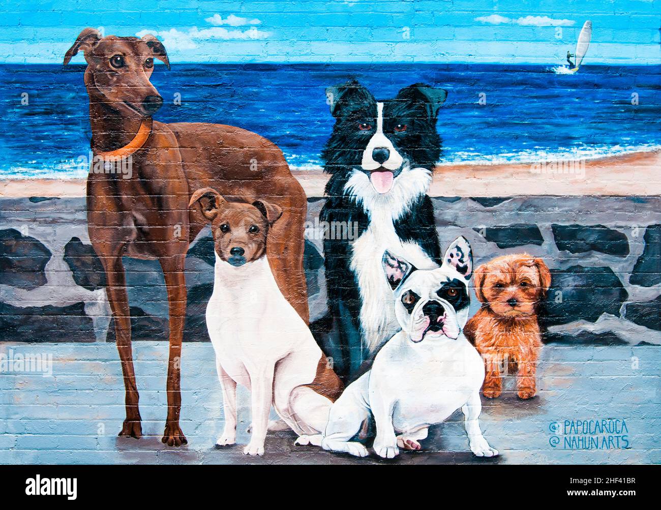 Breeds of dogs hi-res stock photography and images - Alamy