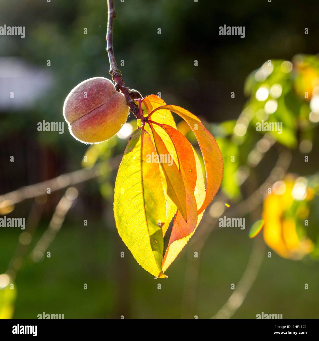 Hairy peach hi-res stock photography and images - Alamy