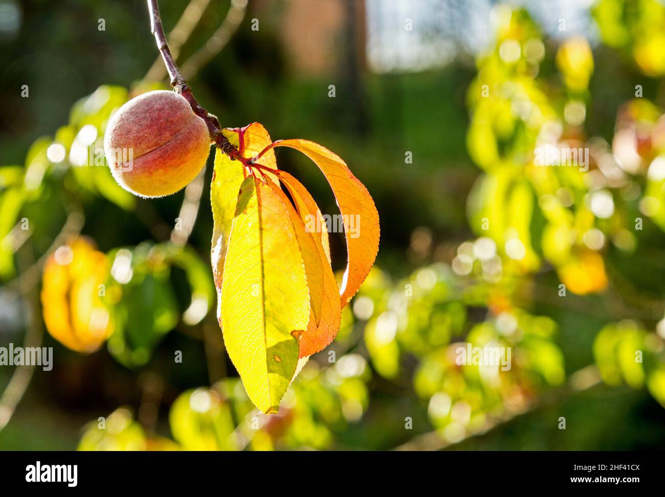 peach immature fruit on the branch Stock Photo - Alamy