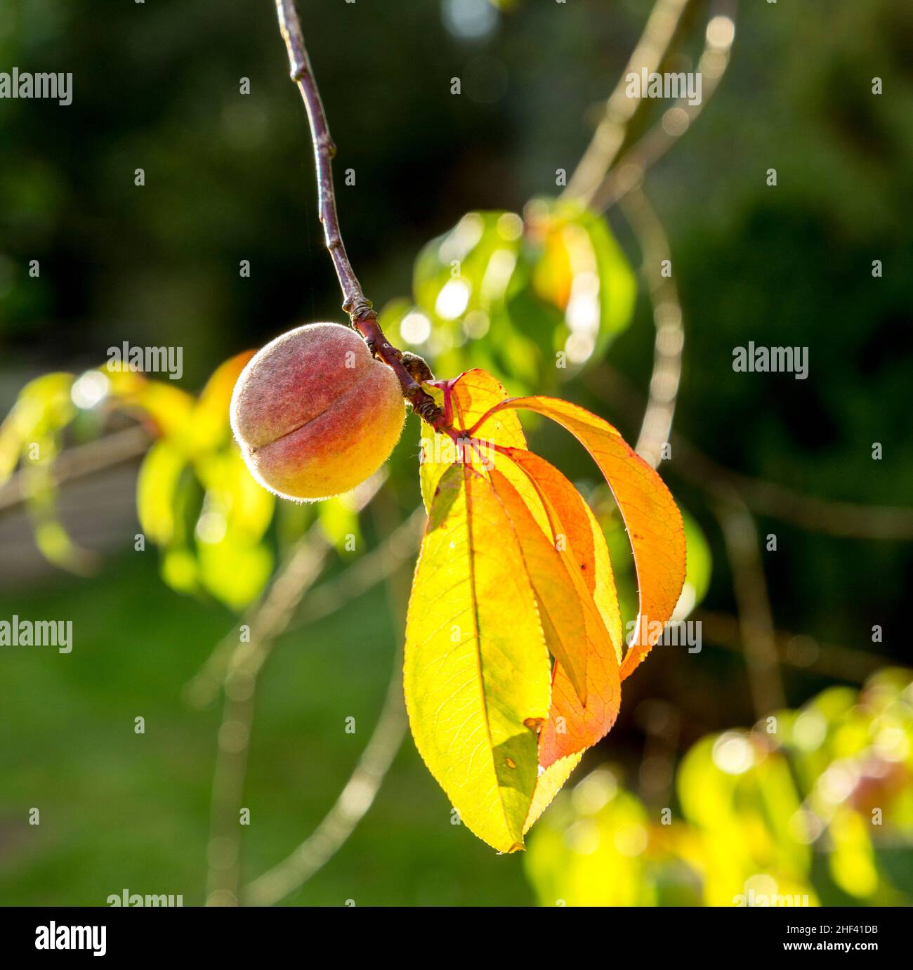 Hairy peach hi-res stock photography and images - Alamy