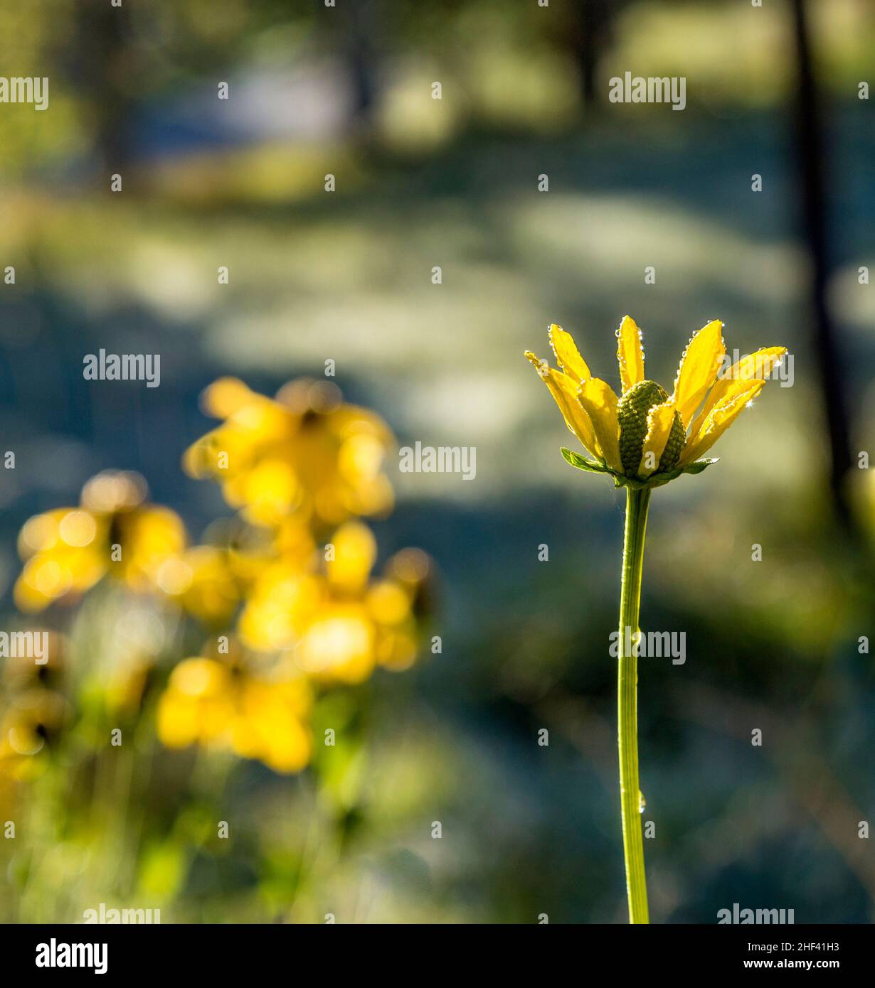 beautiful wild yellow blooming flower with dew dropy Stock Photo - Alamy