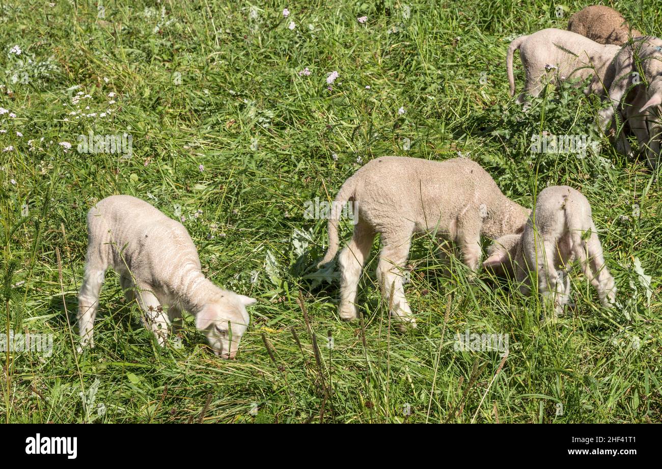 Flock of sheep on a green pasture suggesting organic grown farm animals ...