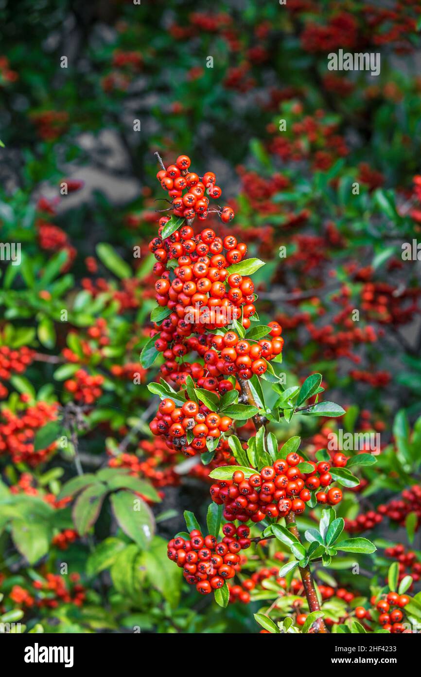 Fire berry hi-res stock photography and images - Alamy