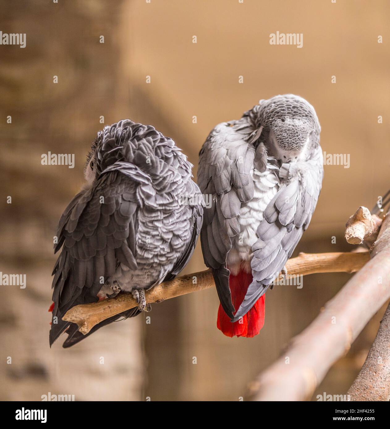parakeet sits on a branch of the tree in the sun Stock Photo - Alamy