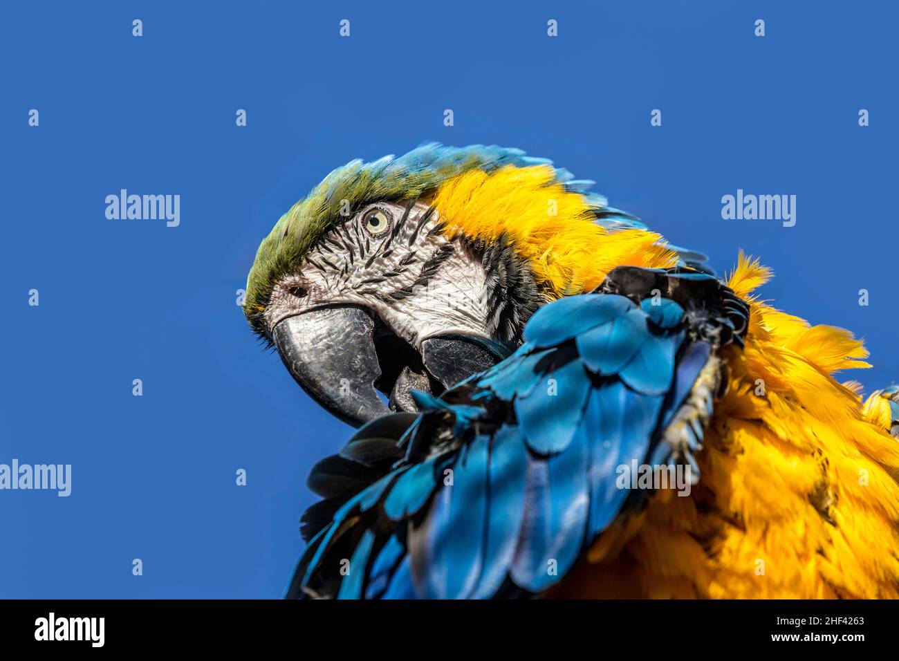 Macaw sitting perched on a bench of a tree Stock Photo - Alamy