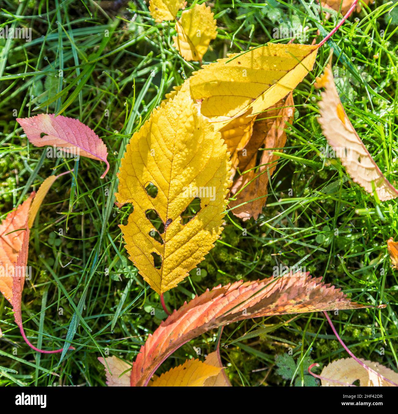 yellow cherry tree leaves at the grass in harmonic autumn colors Stock ...