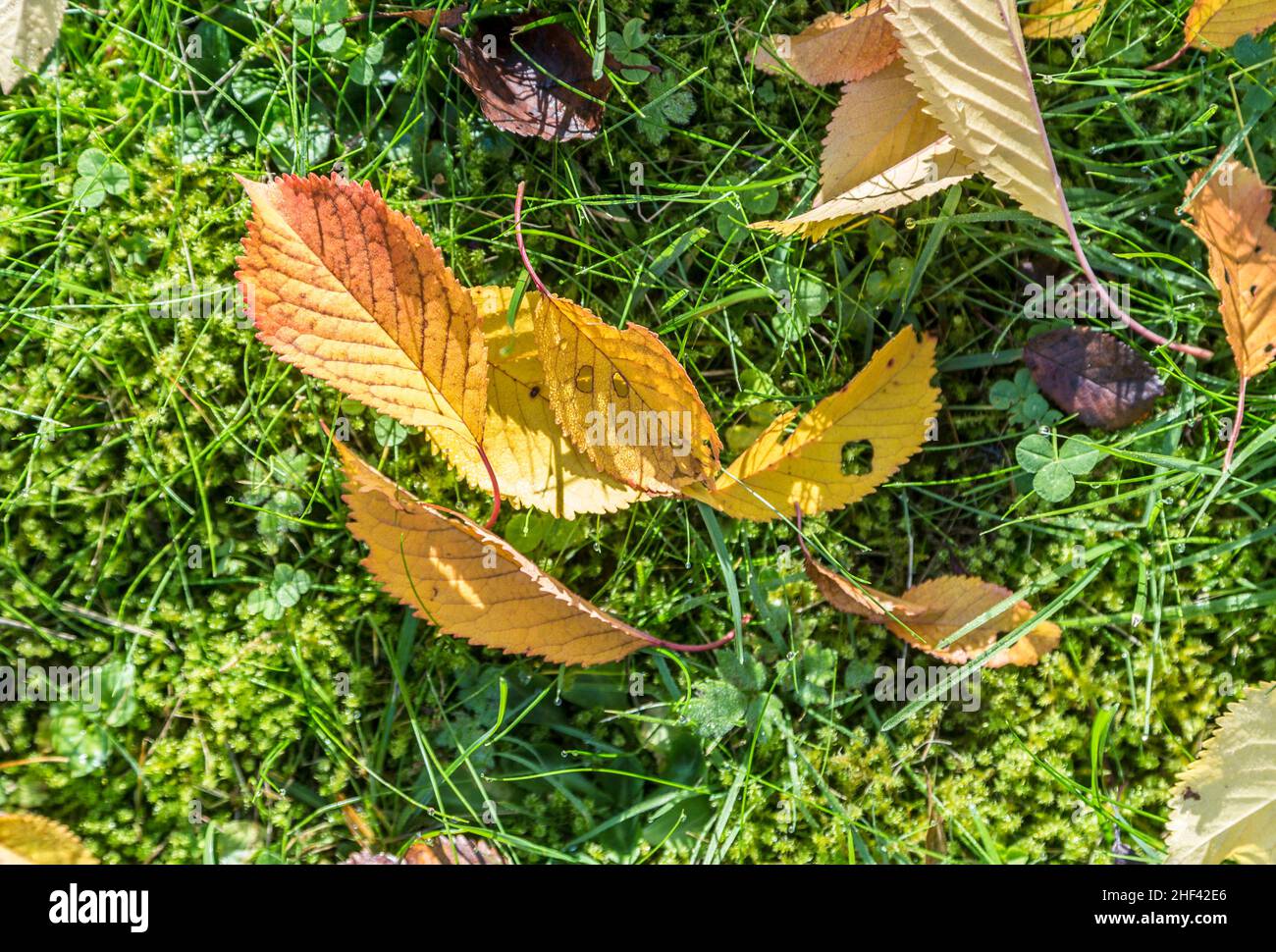 yellow cherry tree leaves at the grass in harmonic autumn colors Stock ...