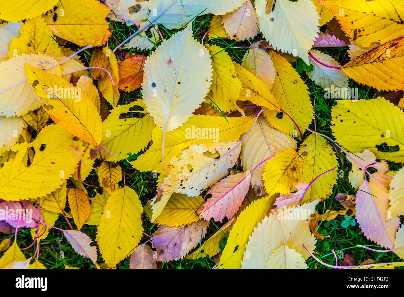 yellow cherry tree leaves at the grass in harmonic autumn colors Stock ...