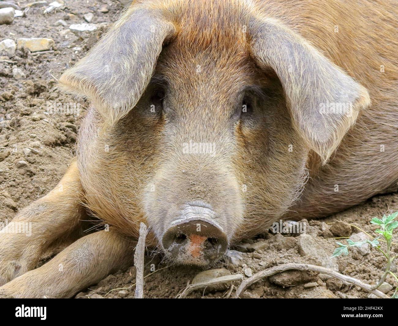 detail of dirty pig in the outdoor environment Stock Photo - Alamy
