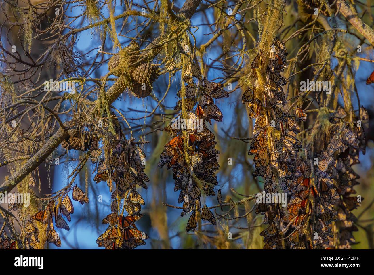 Wintering Monarch Butterflies, Danaus plexippus, wintering in Pacific ...