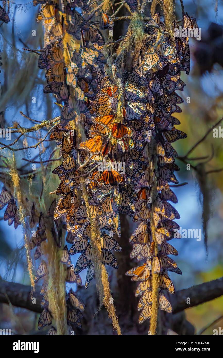 Wintering Monarch Butterflies, Danaus plexippus, wintering in Pacific ...