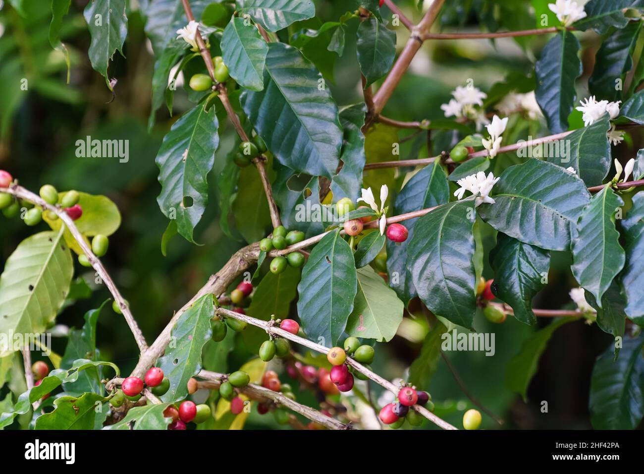 Coffee flower in farm Stock Photo - Alamy