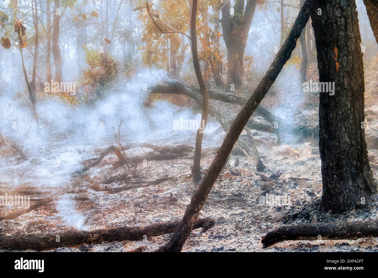 Destroyed by burning tropical forest Stock Photo - Alamy