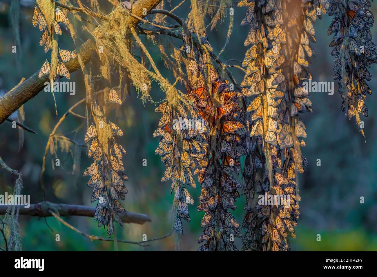 Wintering Monarch Butterflies, Danaus plexippus, wintering in Pacific ...