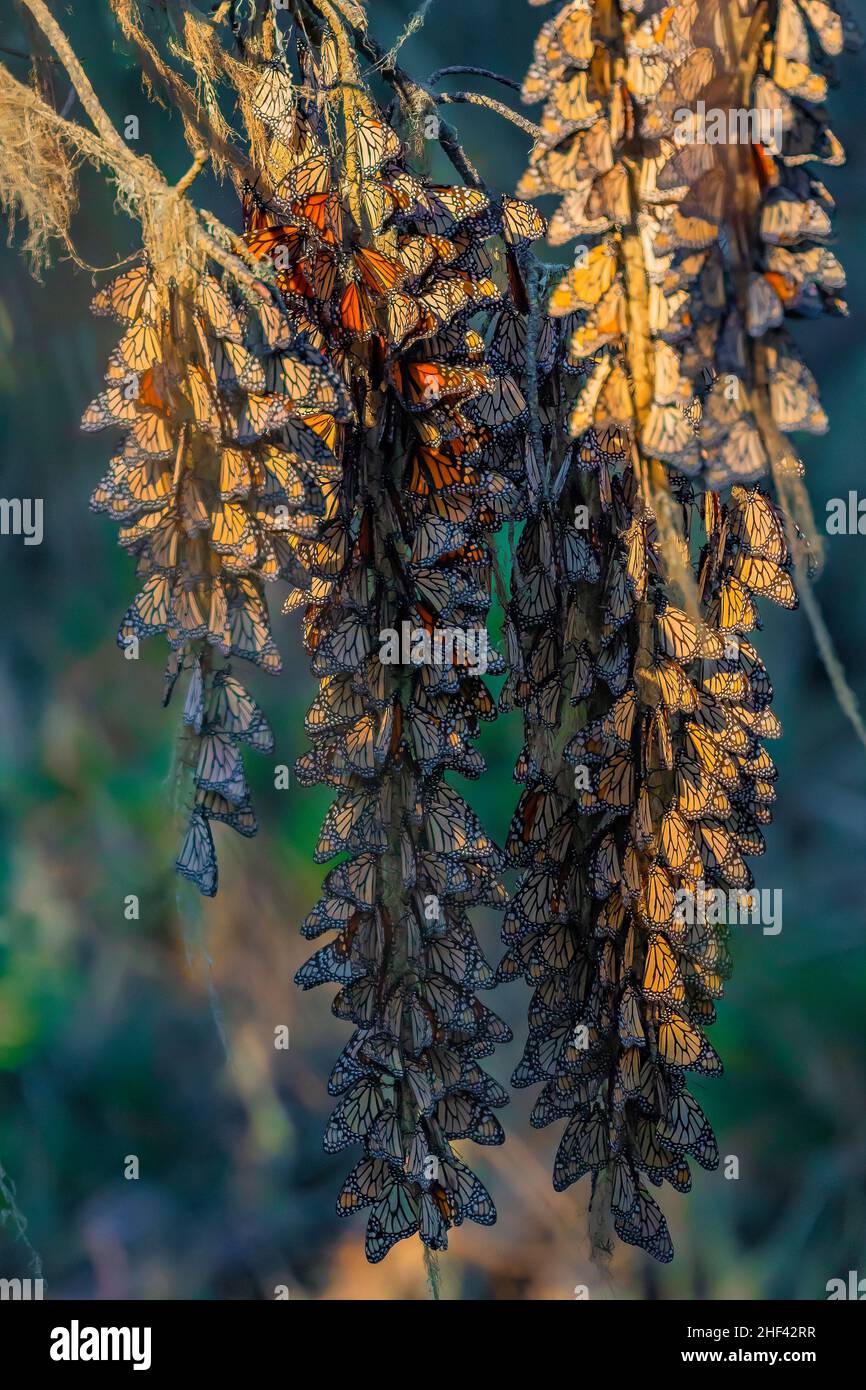 Wintering Monarch Butterflies, Danaus plexippus, wintering in Pacific ...