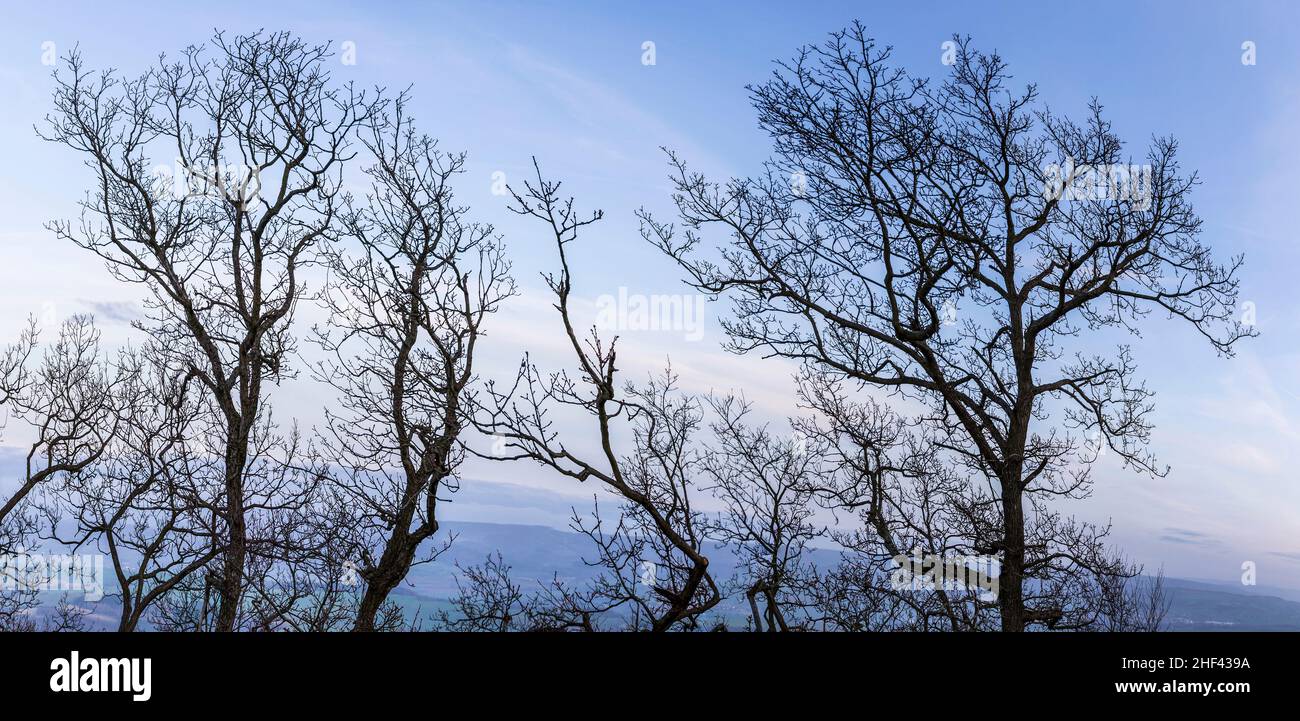 trees in winter with deep blue sky Stock Photo - Alamy