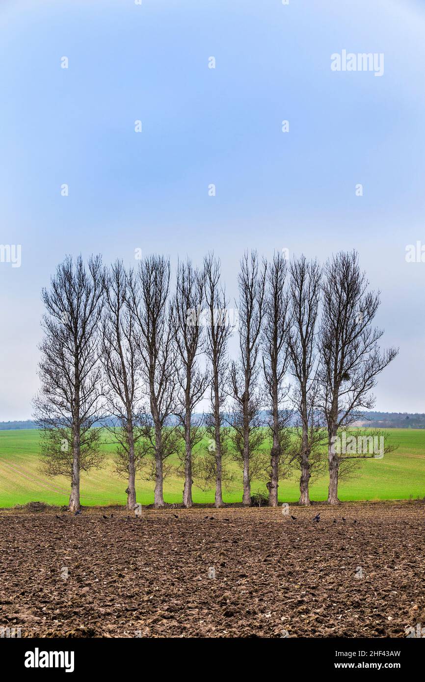 Leaveless tree hi-res stock photography and images - Alamy