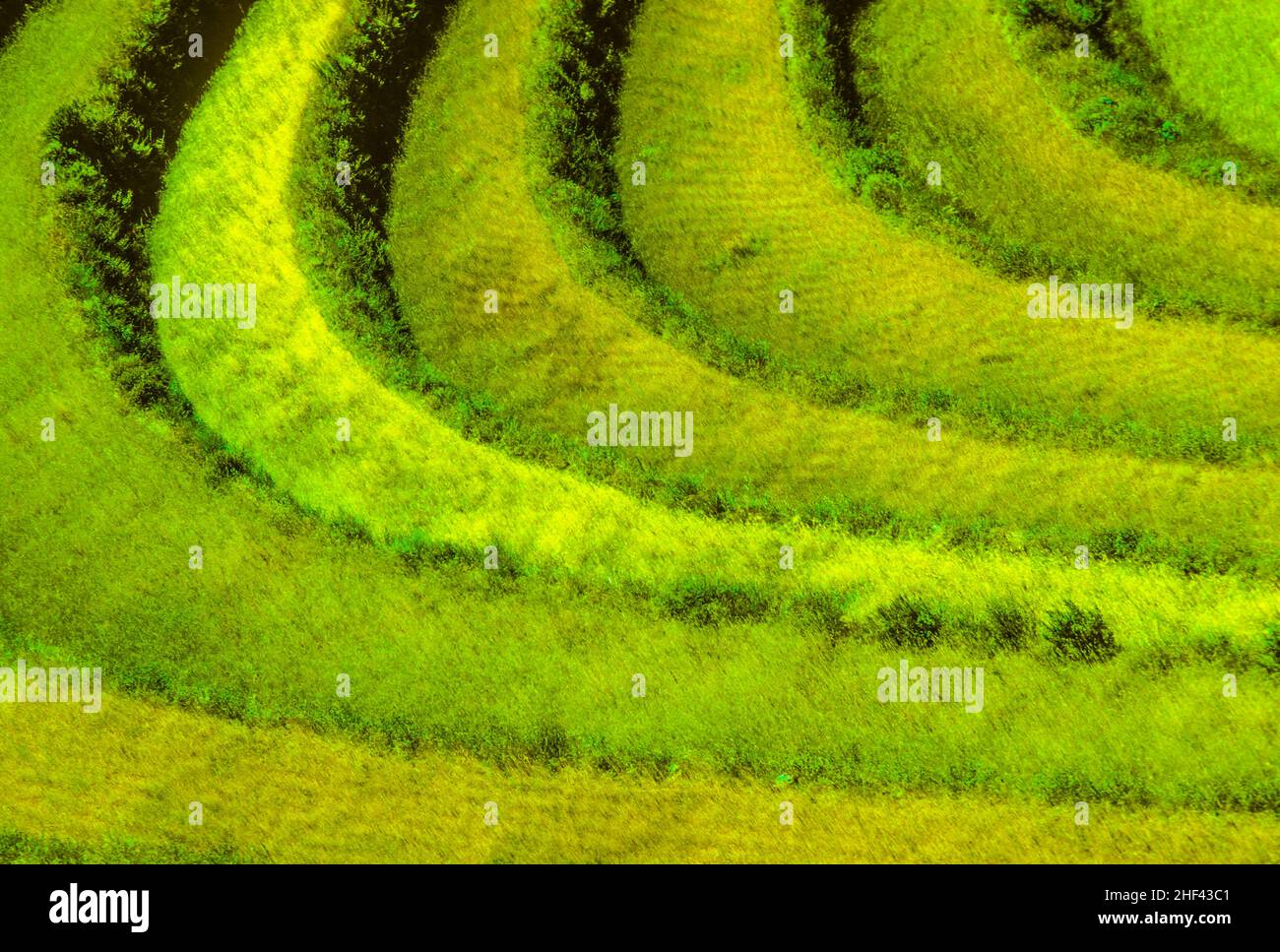 detail of rice fields near Cuzco, Peru Stock Photo - Alamy