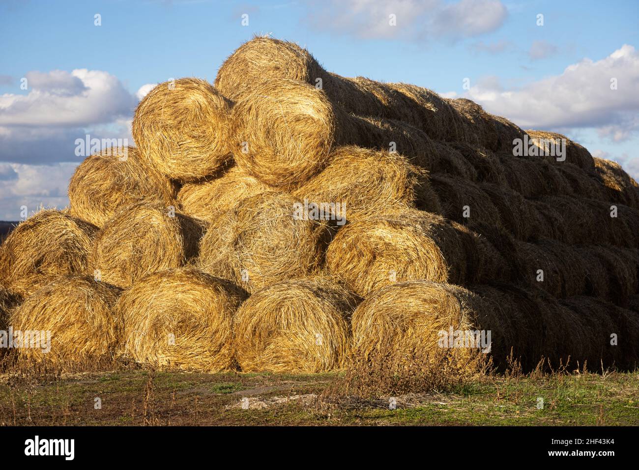 Triangular pile of rolled hay put on each other on wet ground creating ...