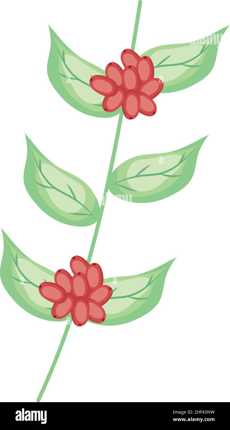 coffee branch icon on white background Stock Vector Image & Art - Alamy