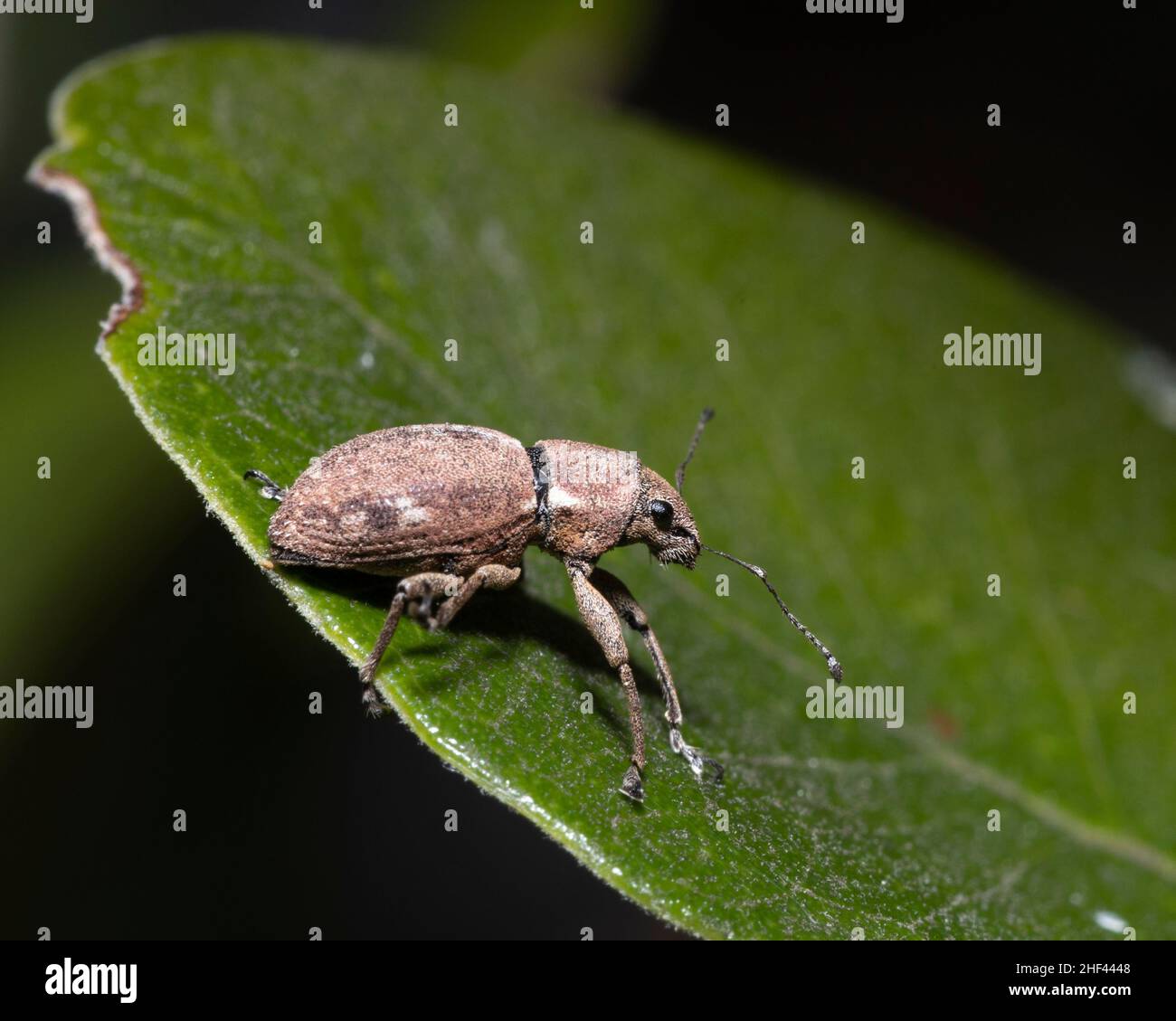 Small weevil insect hi-res stock photography and images - Alamy