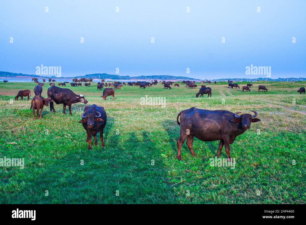wild buffalos in the jungle Nationalpark Lahugala near Polonaruwa Stock ...